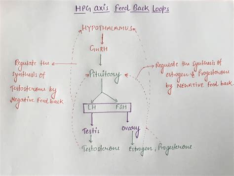 Schematic Diagram Showing The Hypothalamic Pituitary