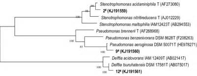 Phylogenetic Tree Derived From 16s Rdna Sequence Data The Scale Bar