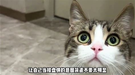 流浪狸花猫为了给老婆找月子中心，居然自导自演了一场完美骗局！ Youtube