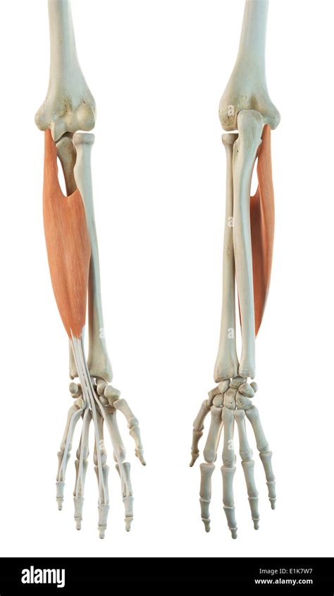 Flexor Digitorum Profundus And Superficialis