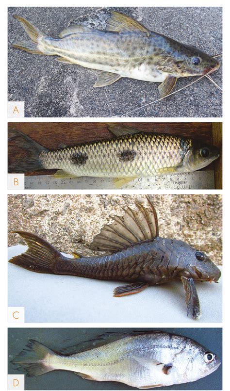 lustração das espécies mais abundantes a mandi B Download Scientific Diagram