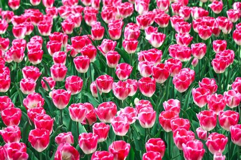 Pink White Tulip Garden In Spring Background Or Pattern Stock Image Image Of Celebration
