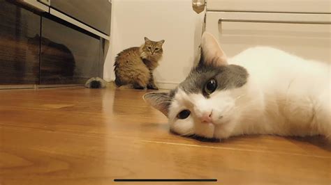 主張する猫assertive Cat【日々是251】 Youtube