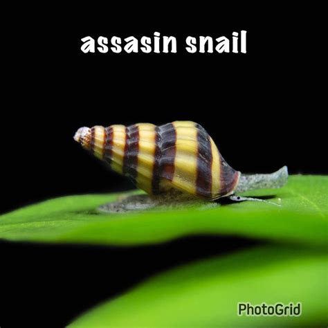 3ekor Pelbagai Snail Siput Nerite Aquarium Hiasan Aquascape Lazada