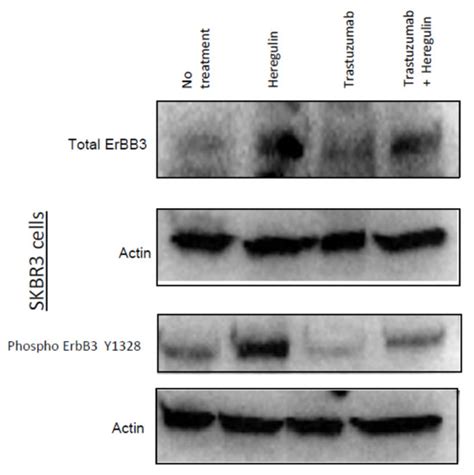 Antibodies An Open Access Journal From Mdpi