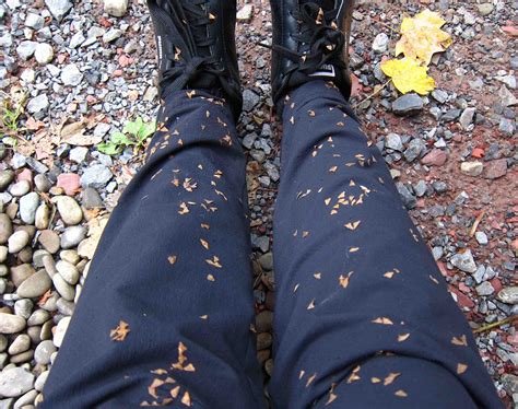 Saratoga Woods And Waterways Stalking The Zig Zag Aster