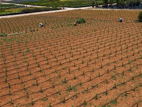 Παραγωγική Διαδικασία Φυτώρια Παπανικολάου
