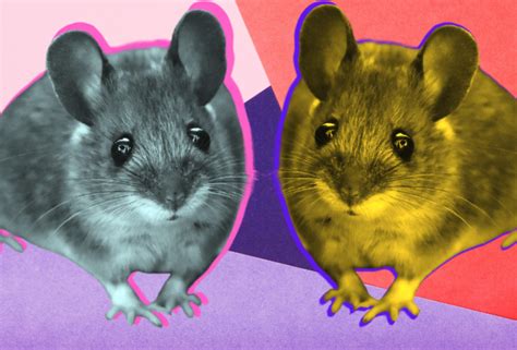 Five Common Pests You May Find In Your Home This Fall