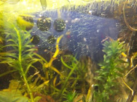 Is This Green Hair Algae R Plantedtank