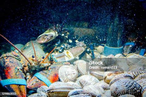 수족관 안에 조개가 있는 바다 갑각류 판매하는 다채로운 가재 갈고리 발톱에 대한 스톡 사진 및 기타 이미지 갈고리 발톱 감금 상태 갑각류 Istock