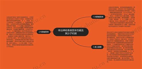 传出神经系统受体功能及其分子机制思维导图 编号p7384901 Treemind树图