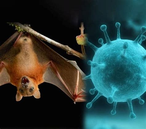 Nipah Virus Diagnosis And Testing By Meidike Gene Aug 2024 Medium