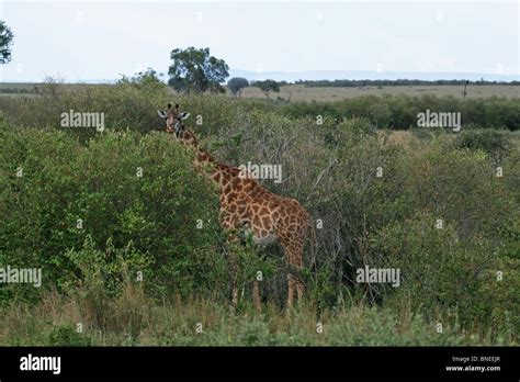 A Masai Giraffe Standing In Masai Mara National Reserve Kenya East Africa Stock Photo Alamy