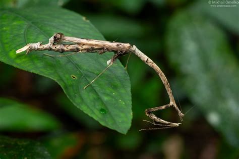 Wildlife Photos Of Mantodea Toxoderidae