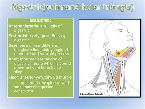 Triangle Of Neck Pptx