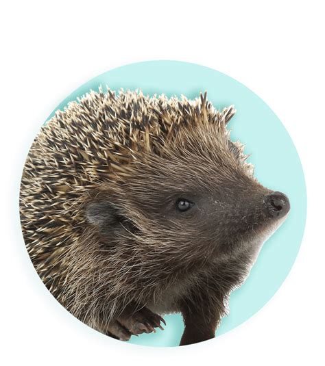 Egeltelling Hoe Gaat Het Nu Met De Egel