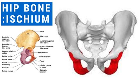 Difference Between Sitting Bones And Ischial Tuberosity At Lori