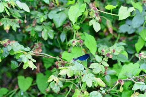 하나의 푸른 아름다움 잠자리 Calopteryx 처녀 는 블랙 베리 부시에 앉아 0명에 대한 스톡 사진 및 기타 이미지 0명