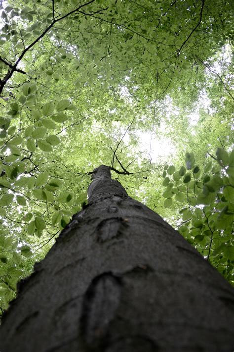 Free Images Tree Nature Forest Branch Sunlight Leaf Flower