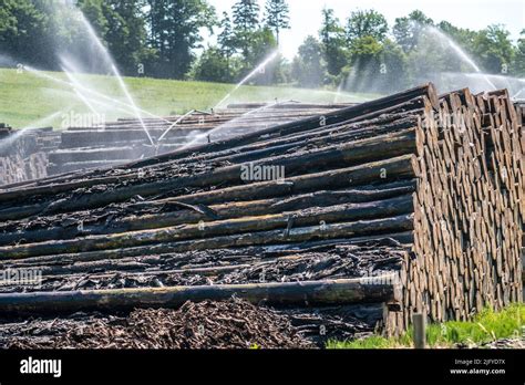 Wet Wood Storage Of A Sawmill Timber That Is Stored For A Longer