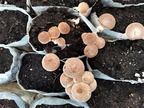 Indoor Mushroom Cultivation Tips For Your Home