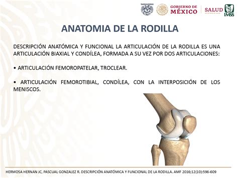 SOLUTION Anatomia Y Biomecanica De La Articulaci N De La Rodilla
