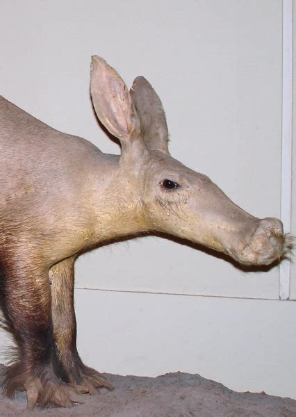 Photos Of Giant Aardvark On Mycast Fan Casting Your Favorite Stories