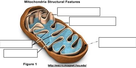 Mitochondria Structure