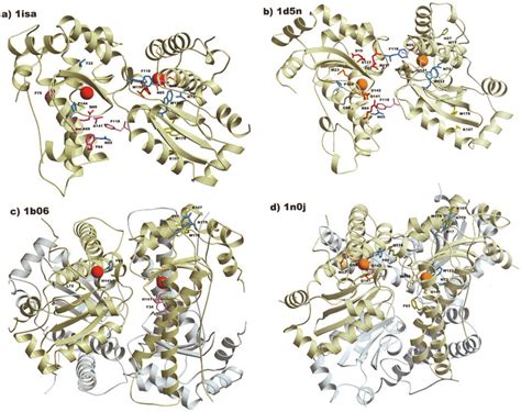 Ribbon Views Of Typical Sod Structures Dimer Fe Sod 1isa A Dimer