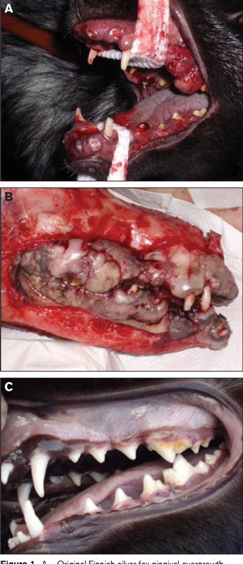 Figure 1 From Hereditary Hyperplastic Gingivitis In North American Farmed Silver Fox Vulpes