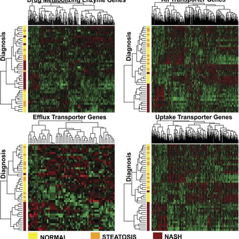 hierarchical clustering heat maps were generated to represent