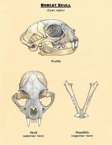 Bobcat Skull Labeled