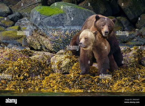 Brown Bears Grizzly Bears Ursus Arctos Horribilis Mating Along The