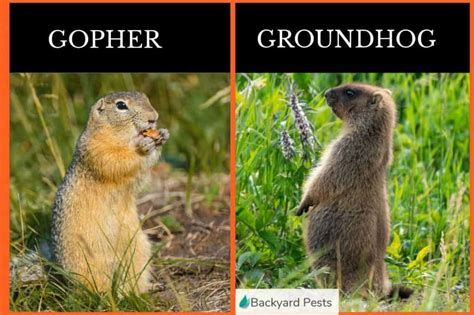 How To Tell The Difference Between Groundhogs And Gophers Groundhogs