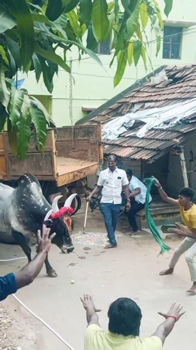 Jallikattu Tn 45 Trichy Jallikattukalai Jallikattu Tamilnadu