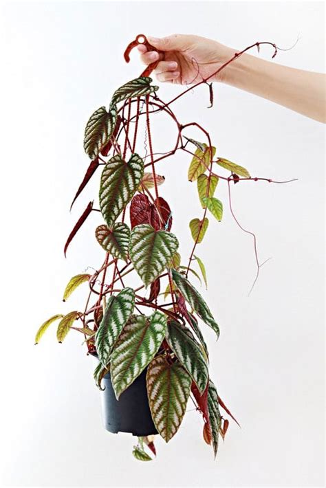 Cissus Discolor Care How To Grow Rex Begonia Vine Indoors
