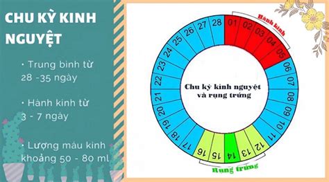 Ngày Con Gái Rụng Trứng Là Gì Tìm Hiểu Chi Tiết và Dấu Hiệu Nhận Biết