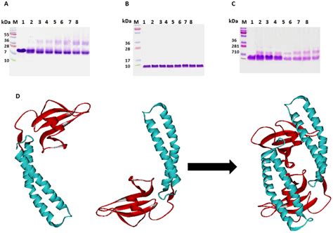Inter Molecular Chemical Cross Linking Of Wol Grea Wol Ntd And Wol
