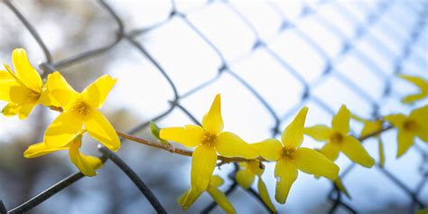 흐릿한 하늘 배경에 대각선으로 교차하는 금속 울타리에 노란 Forsythia 꽃 0명에 대한 스톡 사진 및 기타 이미지 0명