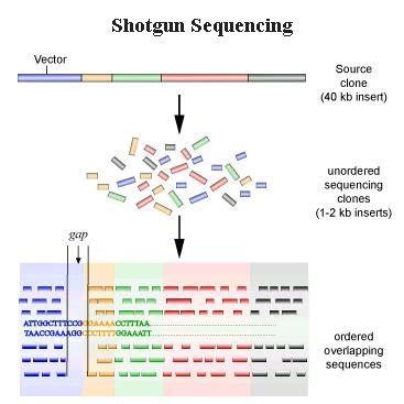DNA Sequencing Science Of Healthy