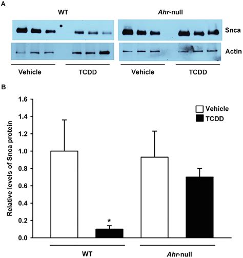Parkin Is Transcriptionally Regulated By The Aryl Hydrocarbon Receptor Impact On α Synuclein