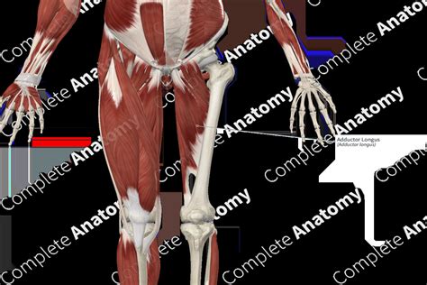 Adductor Longus Complete Anatomy