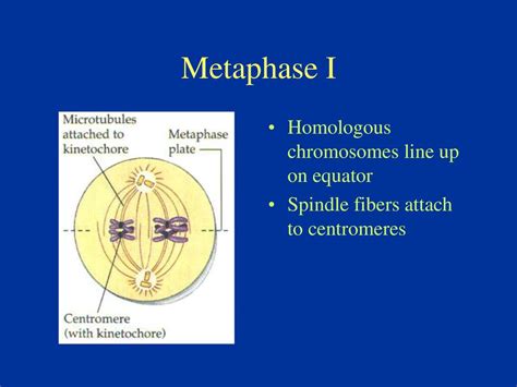 Meiosis How Sex Cells Are Made Ppt Download