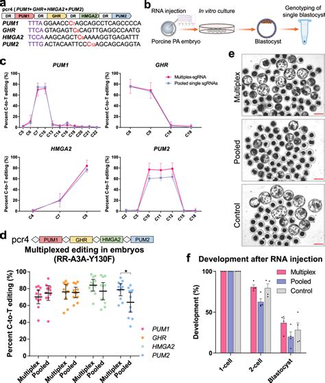 Multiplexed Base Editing By Cas12a Variant Mediated Base Editors In