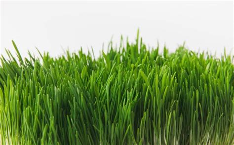 How To Make My Grass Dense And Thick Tipsforturf