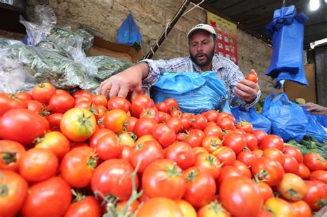 تصريح مهم لوزارة الزراعة حول أسعار البندورة في غزة فلسطين أون لاين