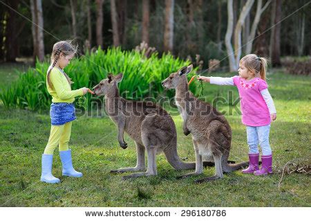 Kangaroo Object Detection Dataset By Objshubhangini