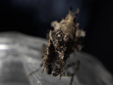 Pseudacanthopa Lobipes Peruvian Moss Mantis R Mantids