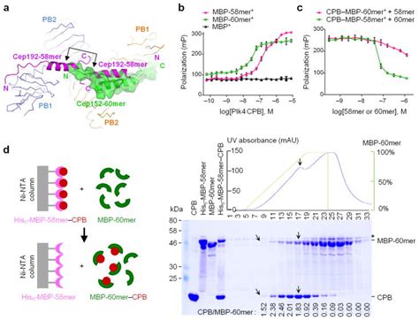 Molecular Basis For Unidirectional Scaffold Switching Of Human Plk In Centriole Biogenesis