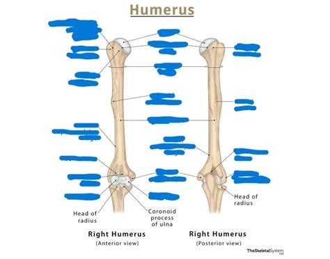 Features Of Humerus Quiz Features Of Humerus Quiz